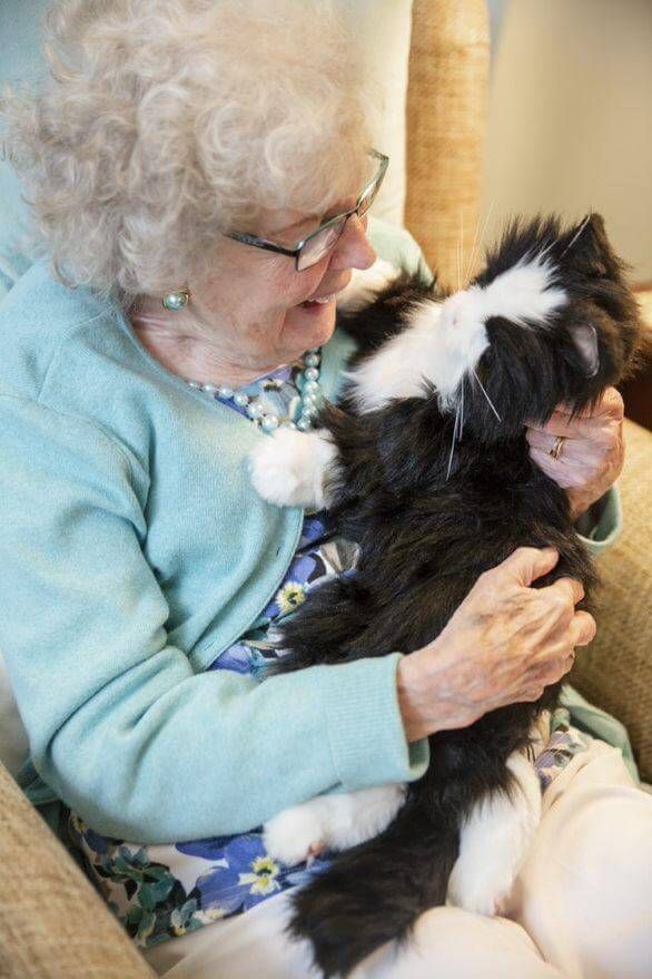 Interactieve Robot Kat voor Dementie - Zwart - Hulpmiddelwereld